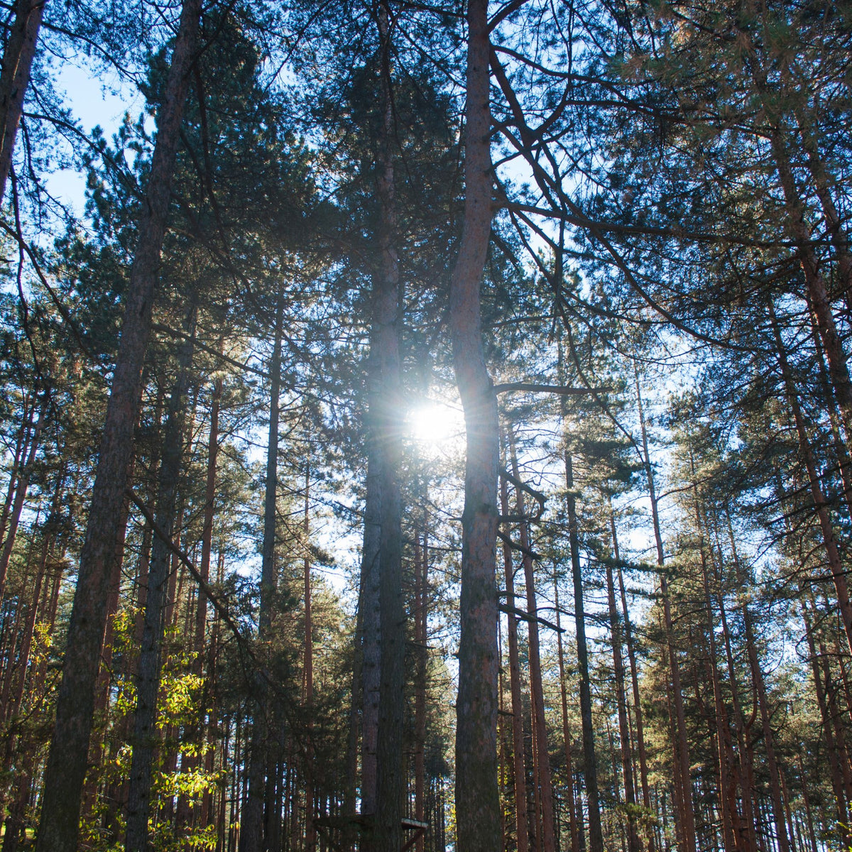 Inclusion & A Poem on Trees | Fig Love Clothing Co.